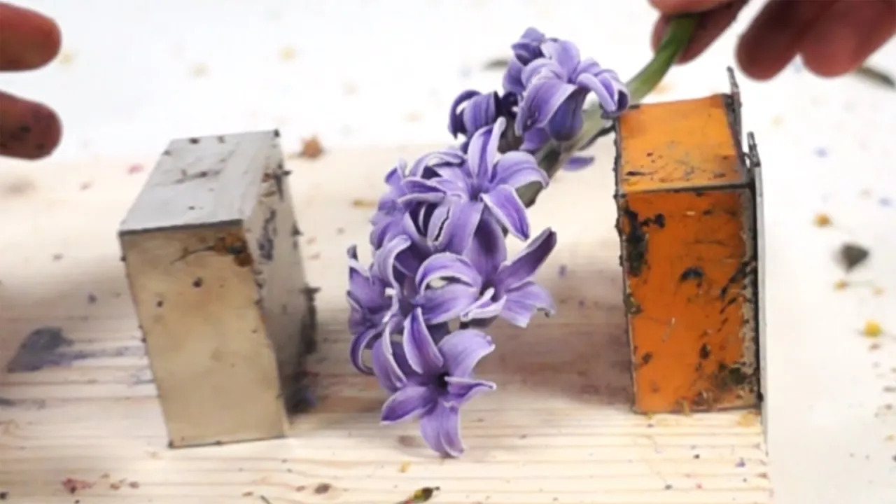 Frozen flower Explosion in Slow Motion | Magnetic Games – Magnetic Games