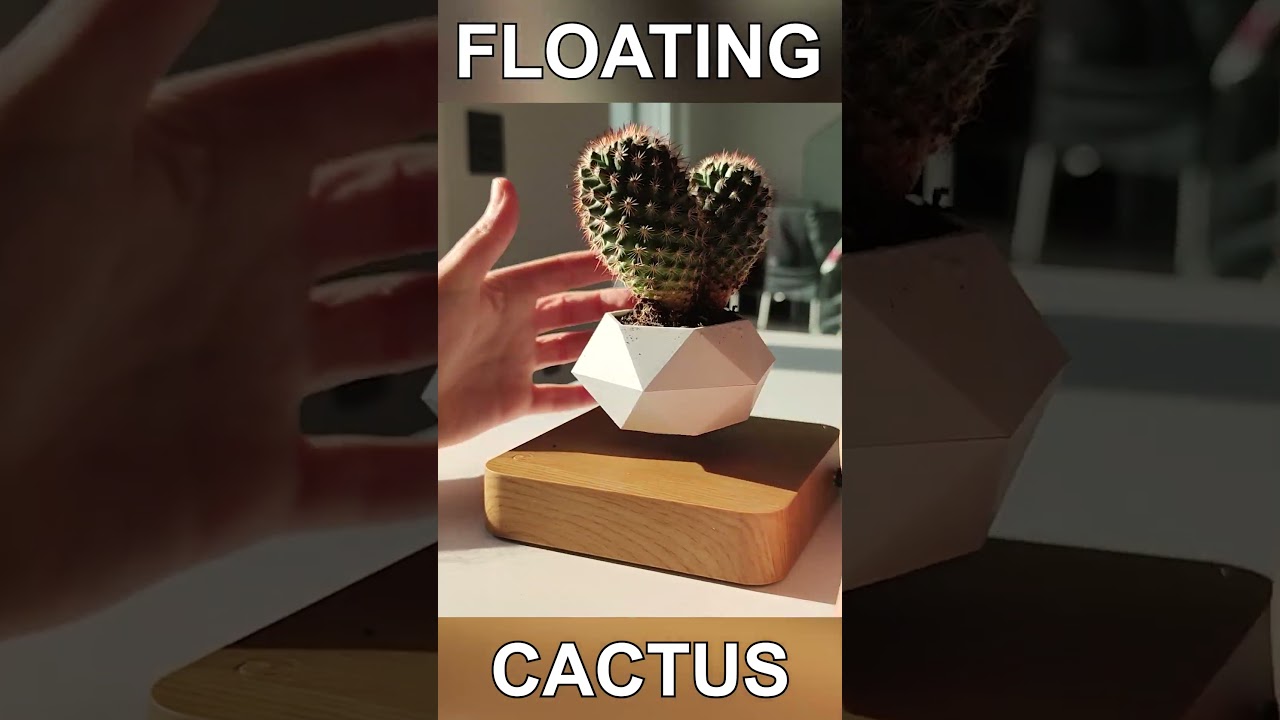 Floating Cactus – Magnetic Games